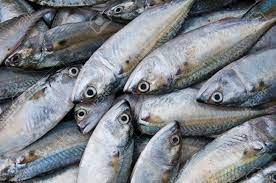fish-4.jpg